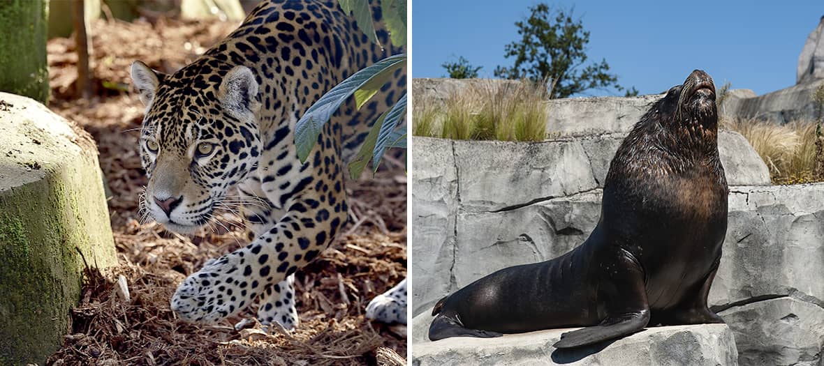 Que faire à Paris avec ses enfants pendant les vacances de Noël