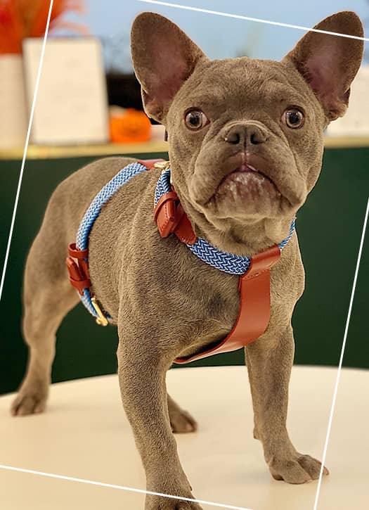 accessoires chics et luxes pour chiens