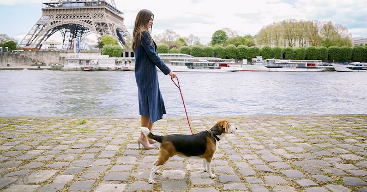 accessoires chics et luxes pour chiens